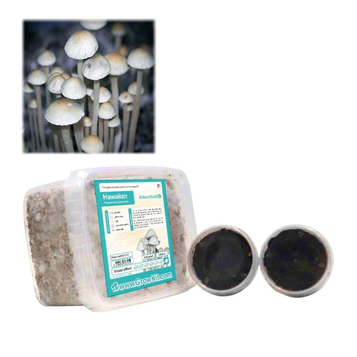 Grow Blue Meanies Complete Copelandia Grow Kit