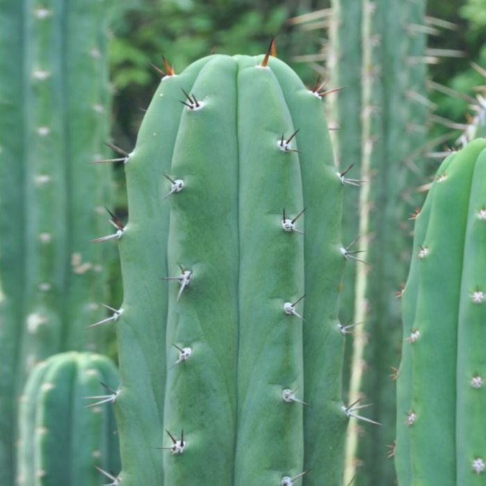 Peruvian Torch Cactus