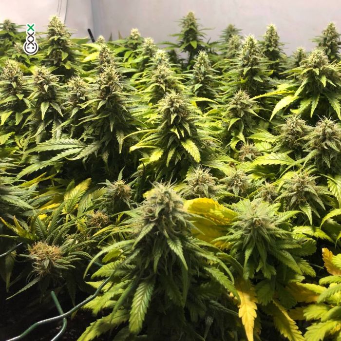 Silver Haze Weed
