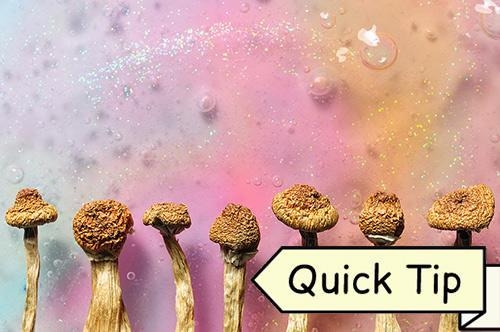 Magic Mushroom Growkit Comparison | Quick Tip